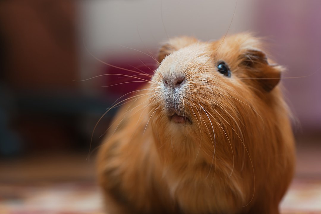 Cavia’s zijn geweldig – geef ze een heerlijk leven - Supreme Petfoods